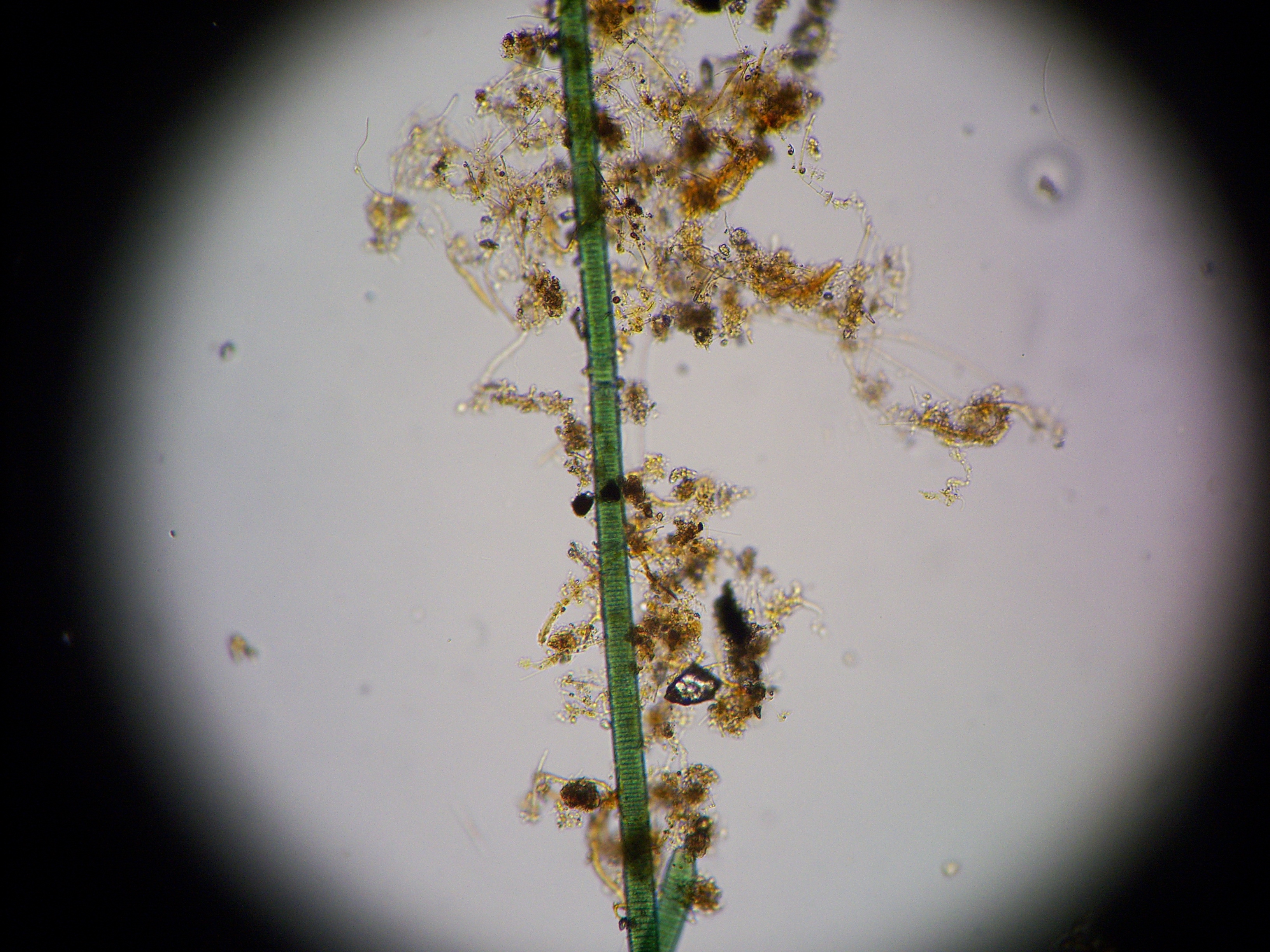 Welcome to Dr. Jane M. Caffrey's World