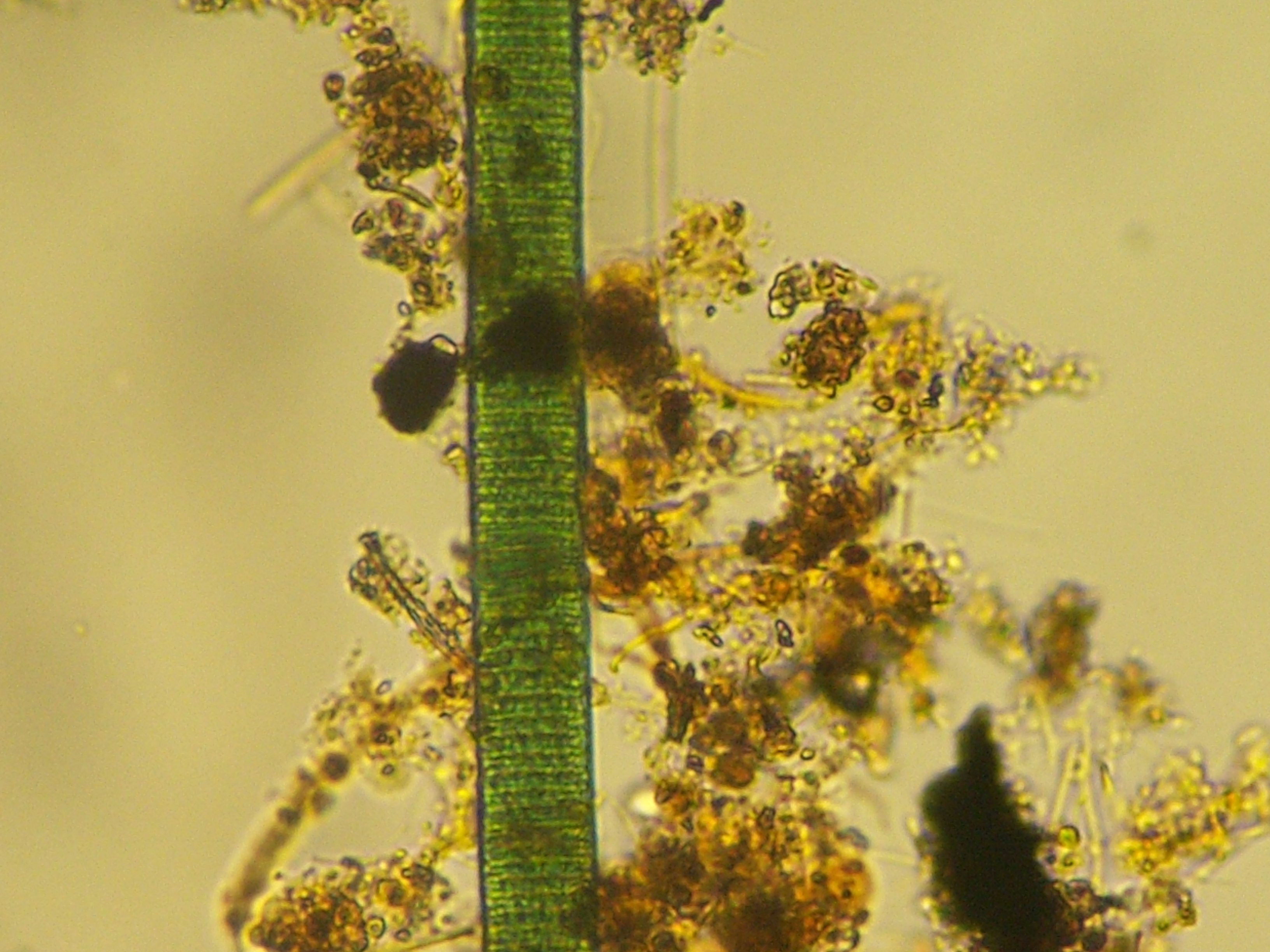 Welcome to Dr. Jane M. Caffrey's World