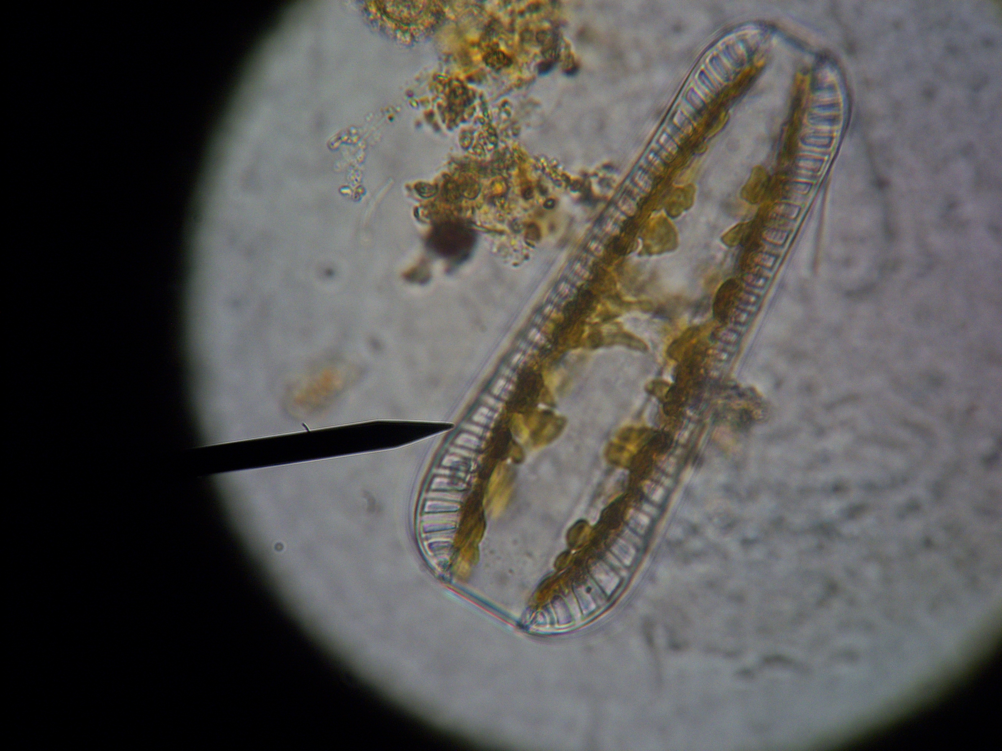 Welcome to Dr. Jane M. Caffrey's World