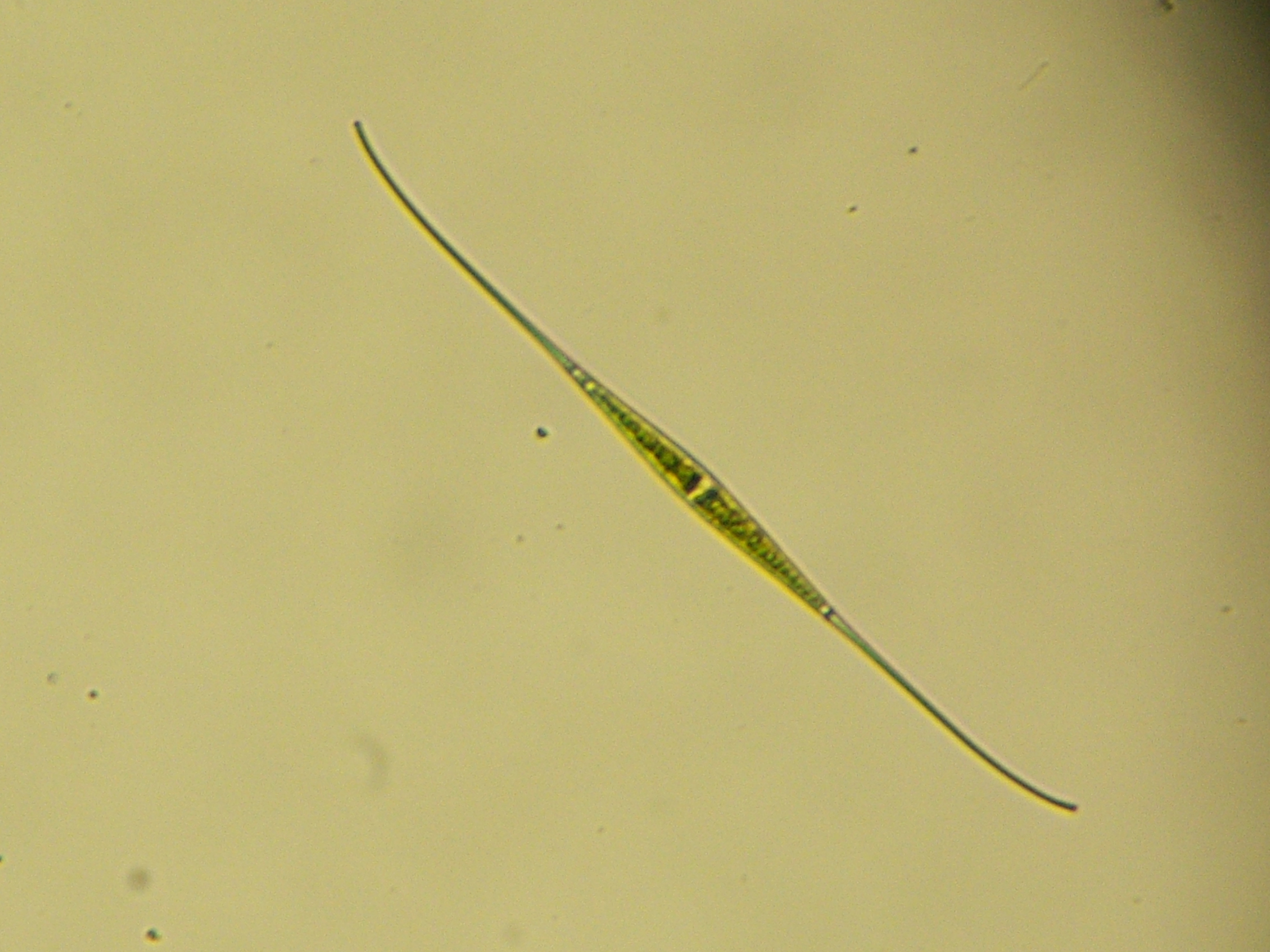 Welcome to Dr. Jane M. Caffrey's World