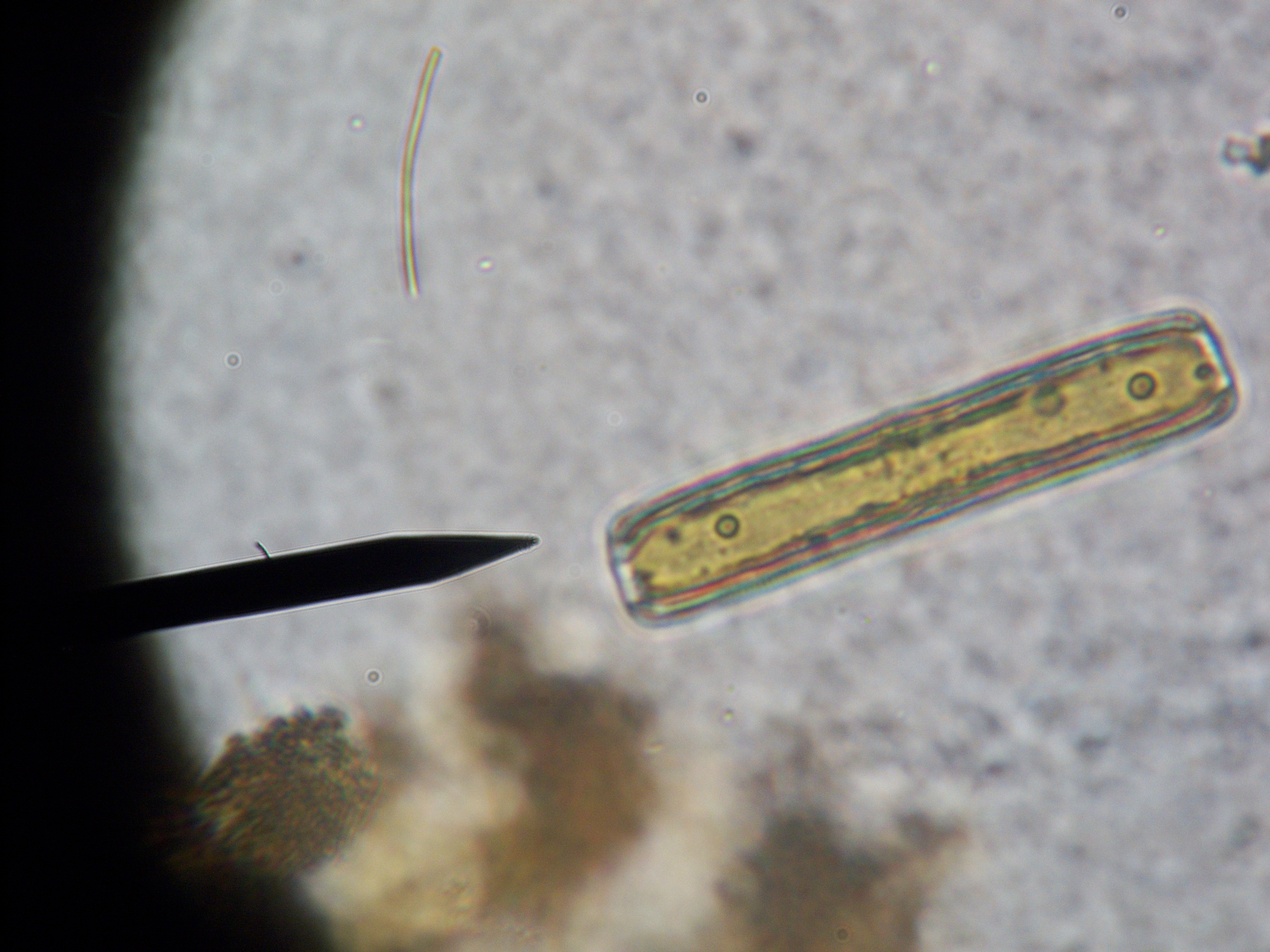 Welcome to Dr. Jane M. Caffrey's World