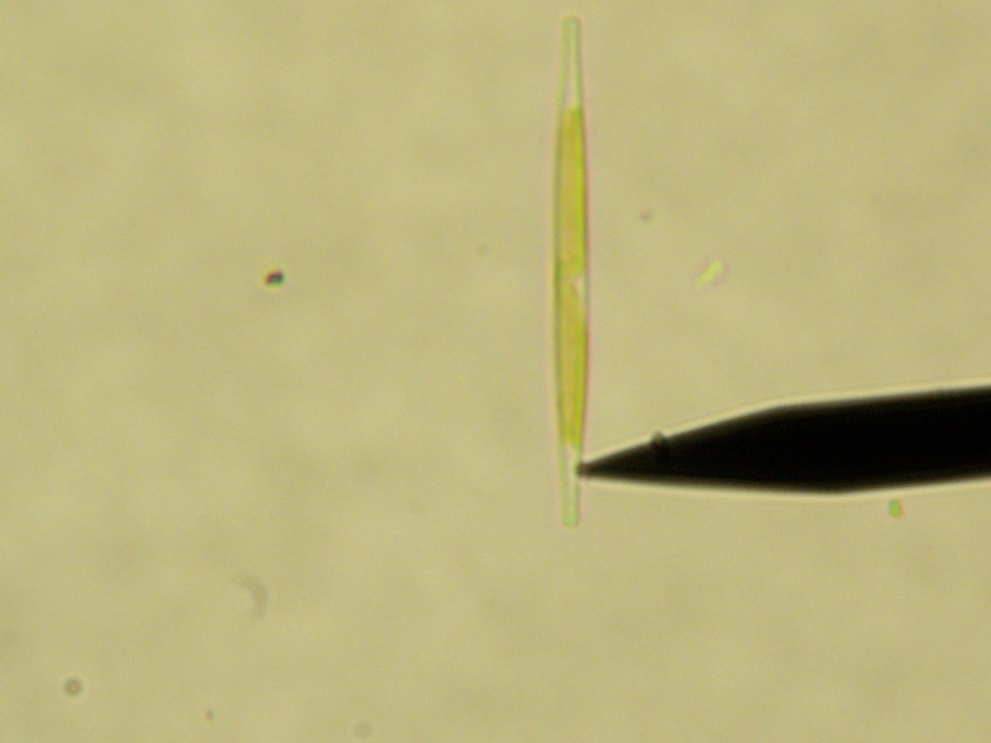 Welcome to Dr. Jane M. Caffrey's World