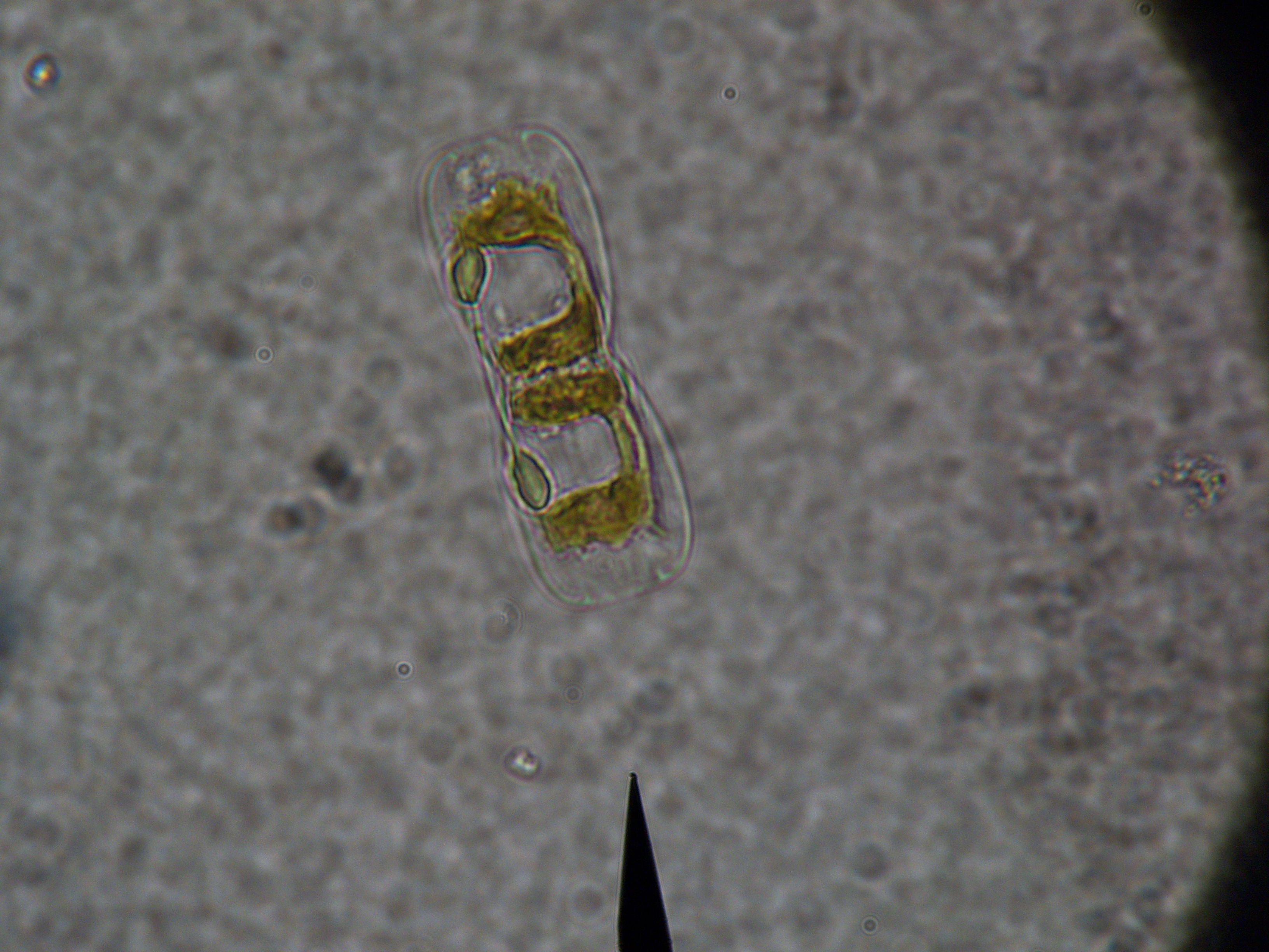 Welcome to Dr. Jane M. Caffrey's World