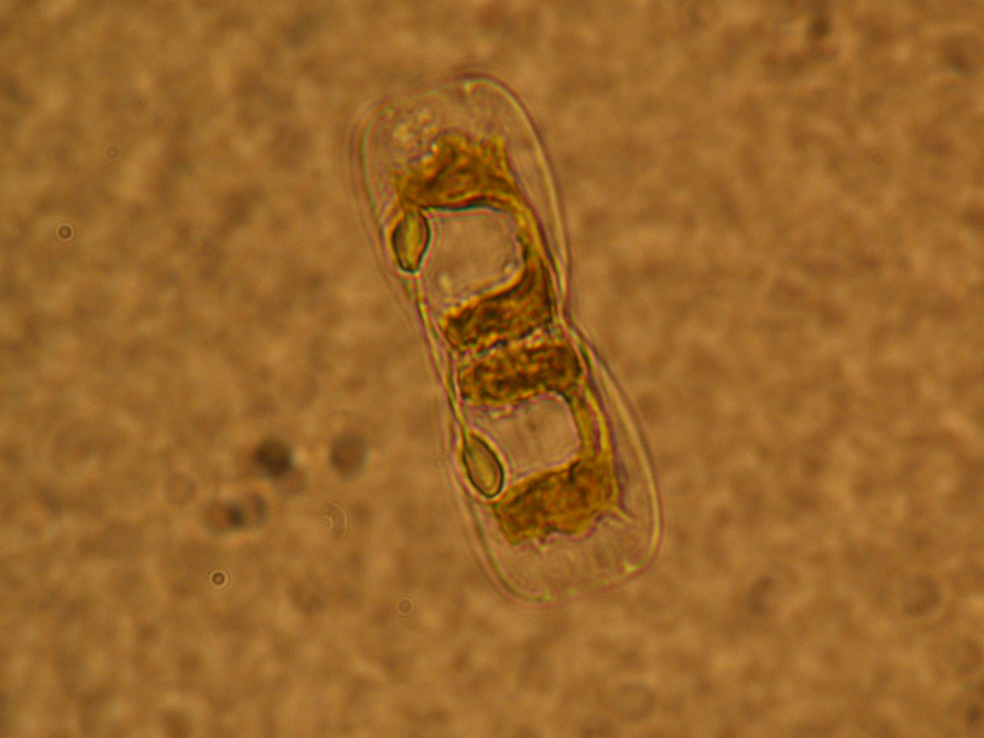 Welcome to Dr. Jane M. Caffrey's World