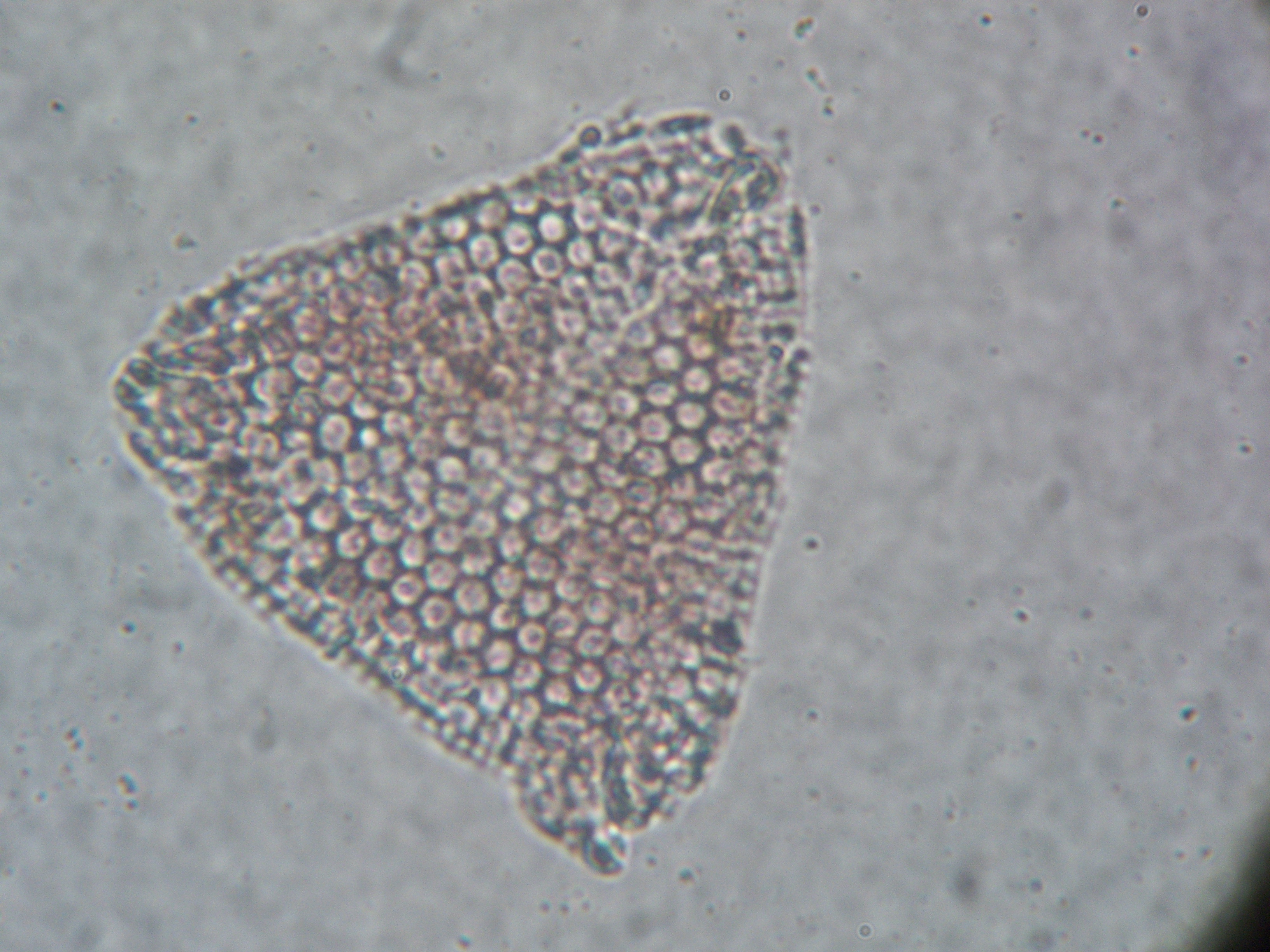 Welcome to Dr. Jane M. Caffrey's World