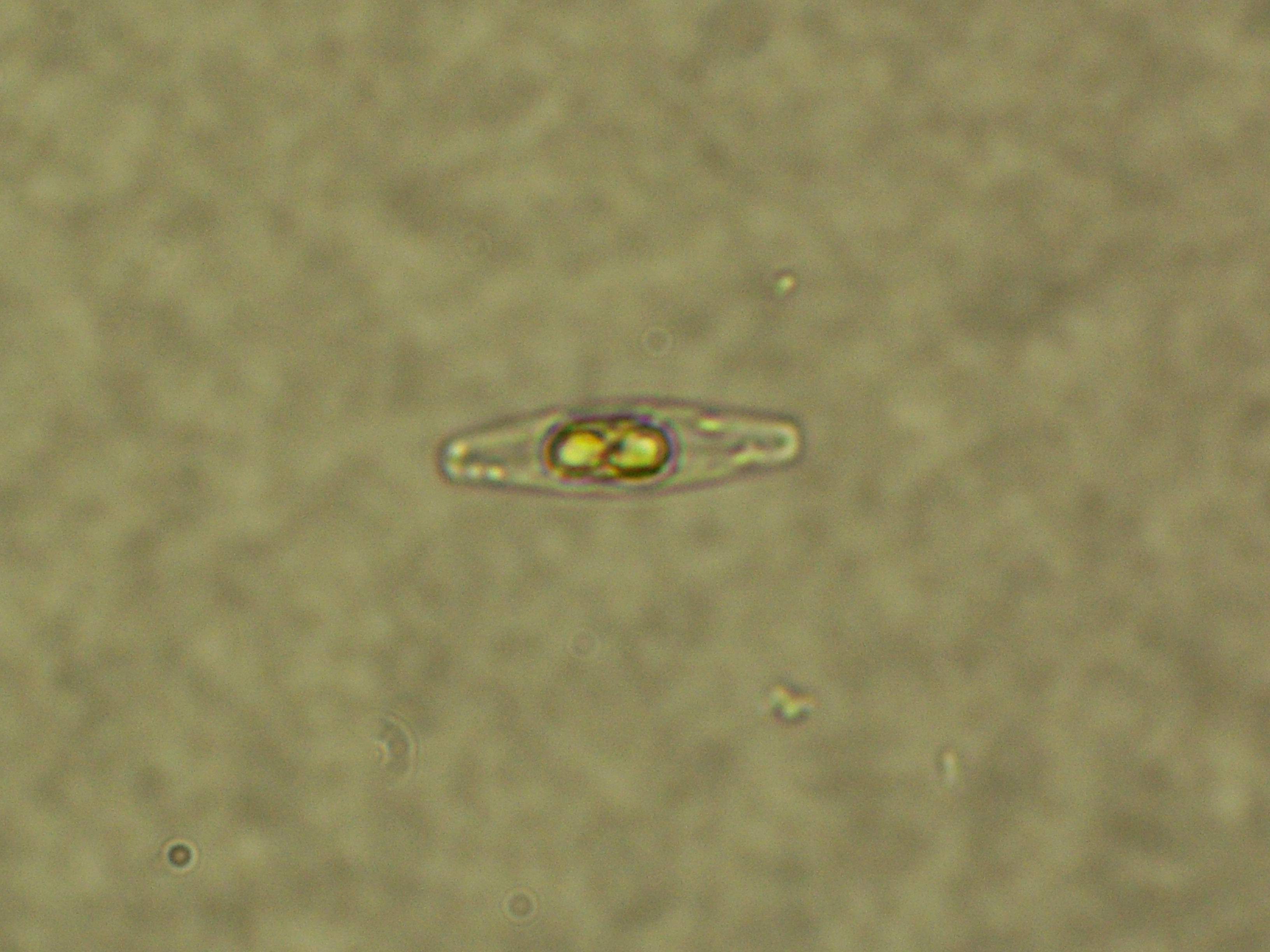 Welcome to Dr. Jane M. Caffrey's World