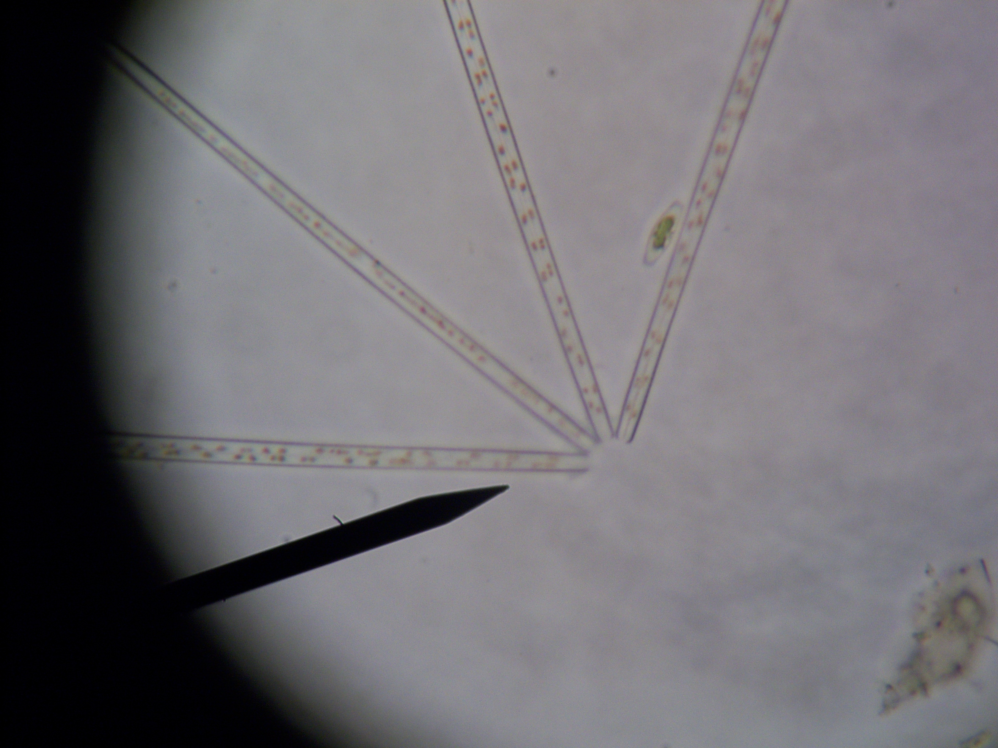 Welcome to Dr. Jane M. Caffrey's World