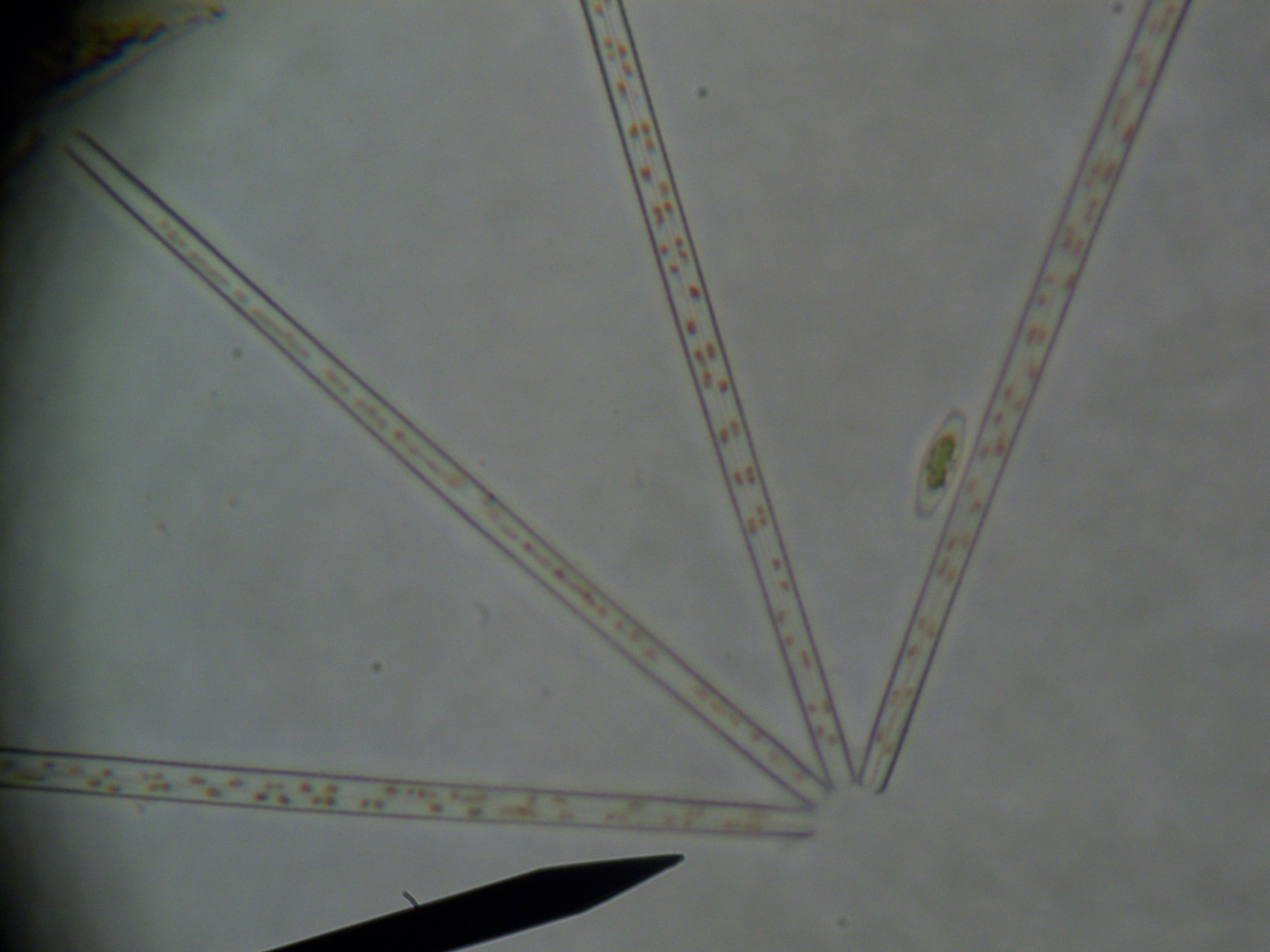 Welcome to Dr. Jane M. Caffrey's World